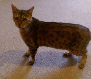 Cute Cat Gallery - The Mummy Toolbox