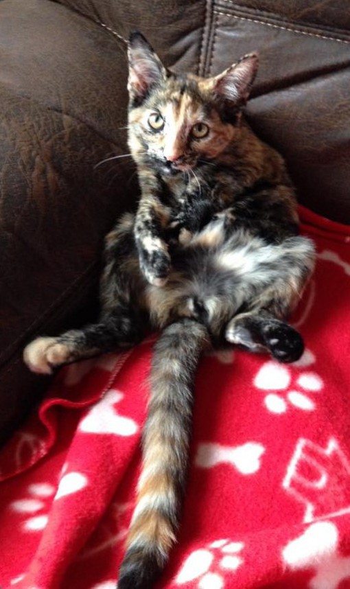 Cute Kitten Gallery - The Mummy Toolbox