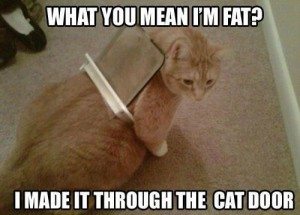 Weight Loss Tips For Your Fat Cat - The Mummy Toolbox