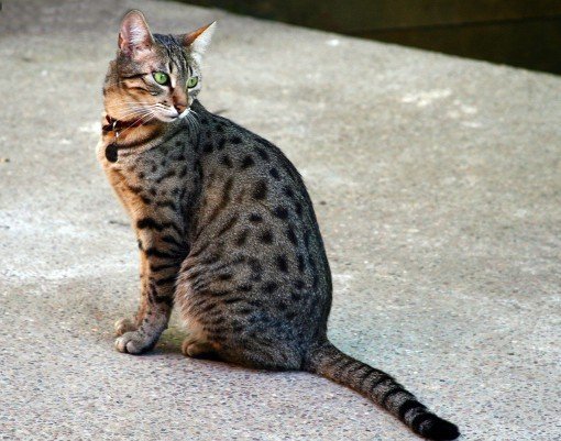 10 Rare Domestic Cat Breeds - The Mummy Toolbox