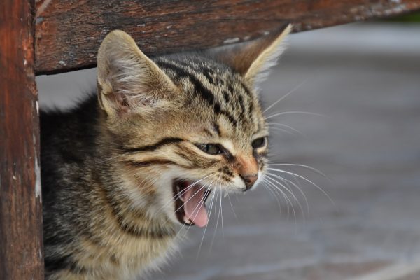 Different Noises Your Cat Makes (And What They Mean) - The Mummy Toolbox